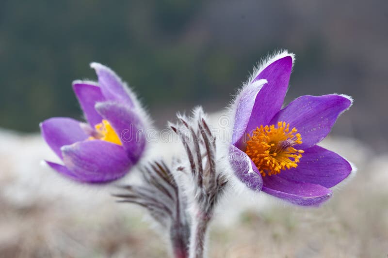 Spring pasque flower stock image. Image of meadow, pasqueflowers ...