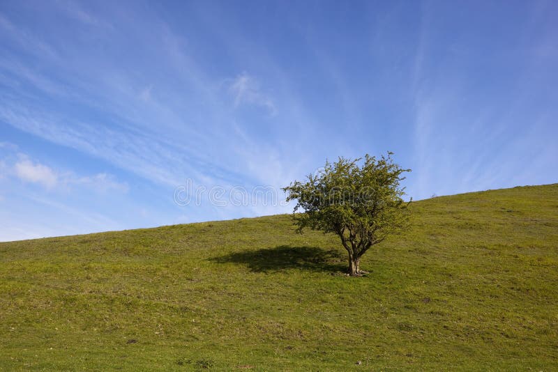 Spring pasture stock image. Image of grass, outdoors - 24760863