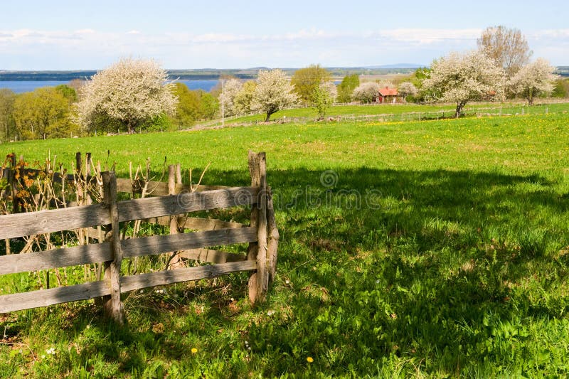 Spring pasture stock image. Image of pastoral, field - 48320075