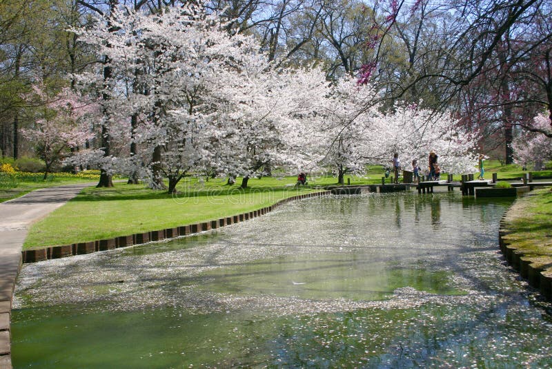 Spring Path stock image. Image of stream, blossoms, grow - 13755943