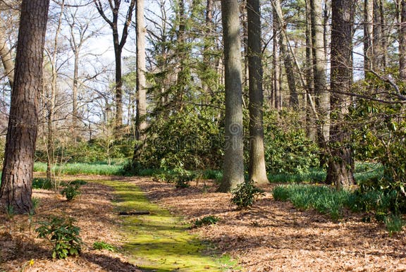 Spring Path stock image. Image of bushes, path, leaves - 27753649