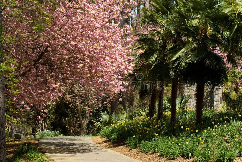 Spring Path stock image. Image of pink, trail, daffodils - 29041693