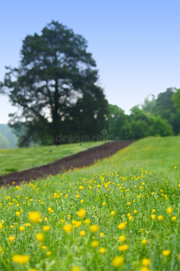 Spring Path stock image. Image of buttercups, freshness - 7335141