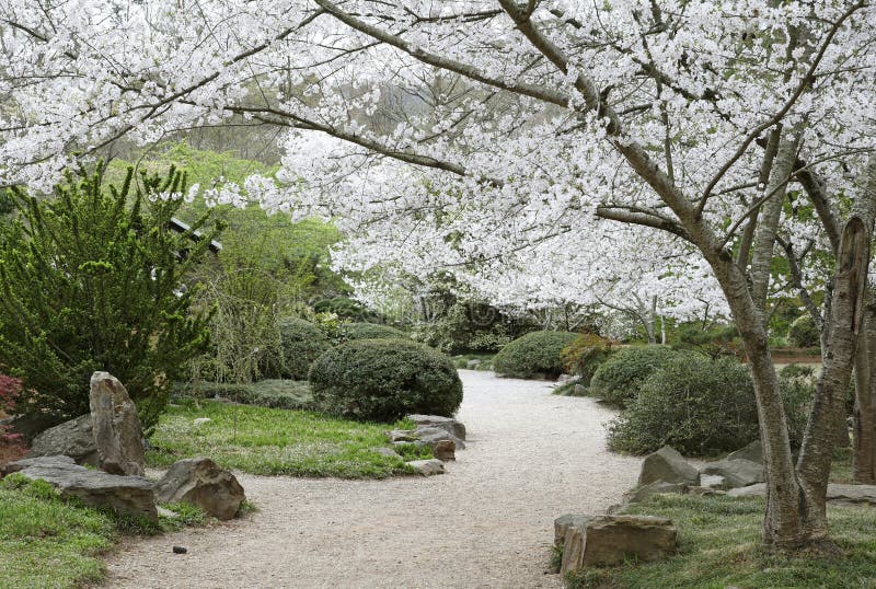 Spring Path stock image. Image of border, leaves, pink - 8718779