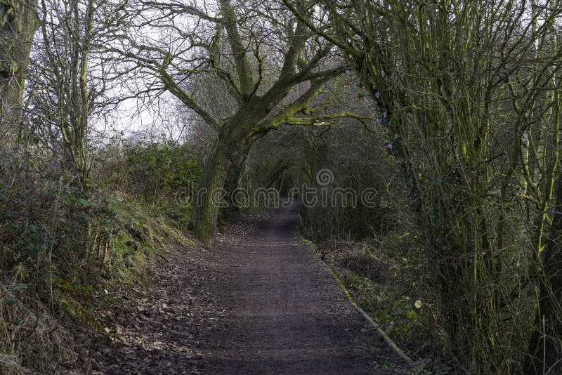 Spring on the path stock photo. Image of spring, morning - 87278066