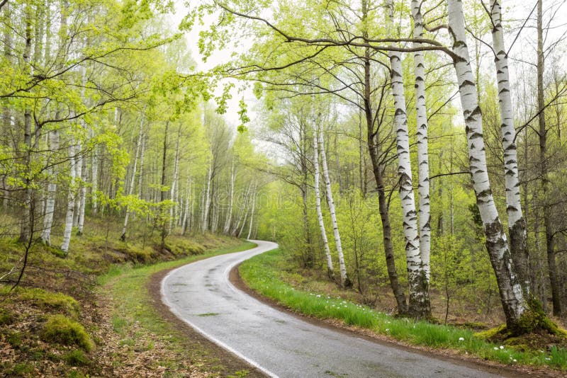Spring Path in Birch Forest Serene Nature Walk Stock Illustration ...
