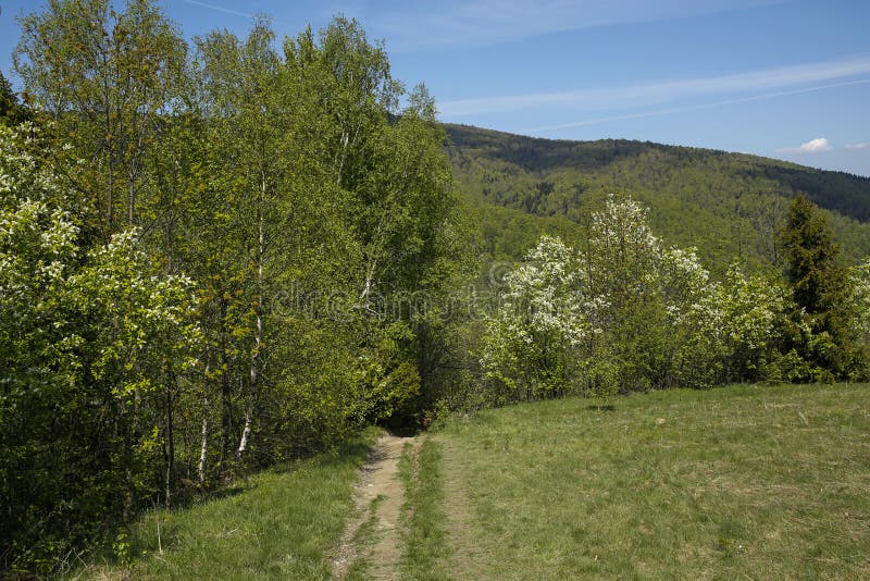 Spring Path stock image. Image of border, leaves, pink - 8718779