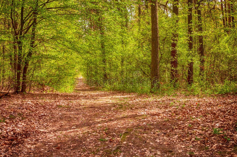 Spring path in the forest stock photo. Image of spring - 148227110