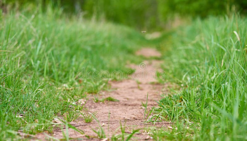 Spring Path with Green Grass. Close-up. Nature Stock Photo - Image of ...