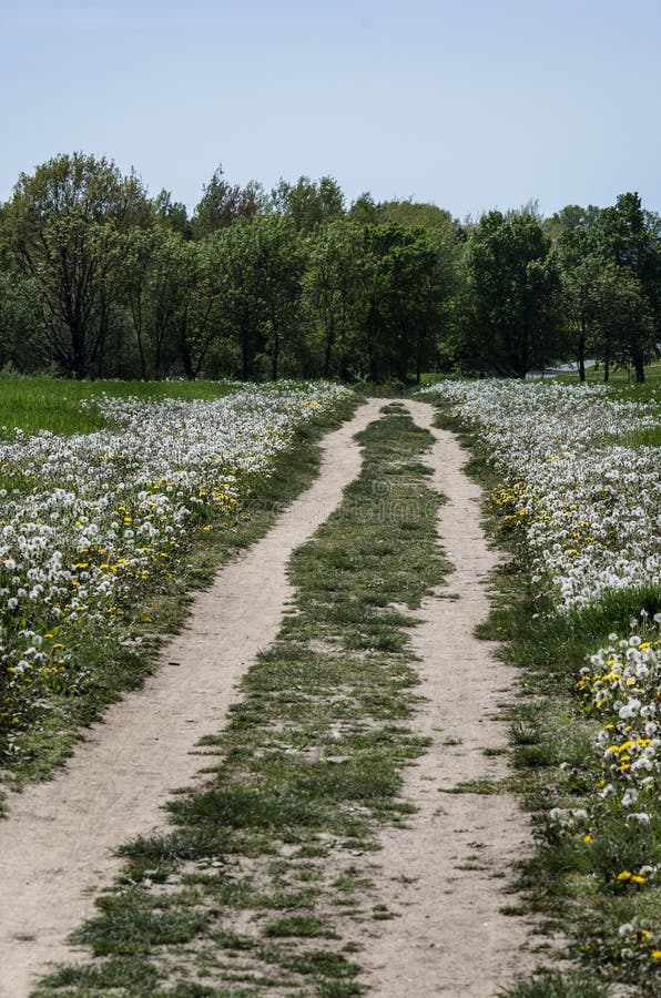 Spring path stock photo. Image of nice, blue, fresh, weekend - 55846312