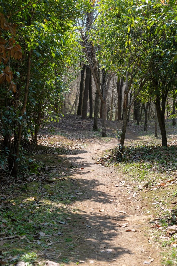 Spring path in the park stock image. Image of campus - 311784219