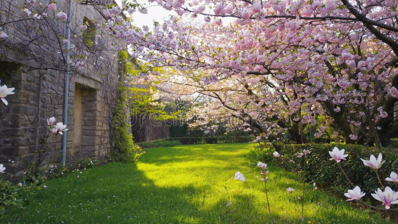Spring Path Under Cherry Blossoms Stock Image - Image of nature ...