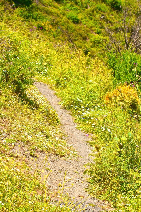 Spring path stock photo. Image of calm, path, environment - 77383482
