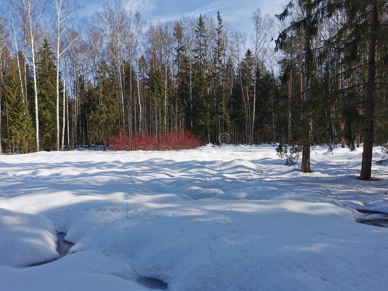 Spring in Pavlovsky Park White Snow and Cold Trees Stock Photo - Image ...