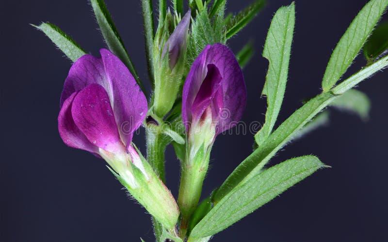 Spring Pea flower stock photo. Image of flowers, inflorescence - 53850370