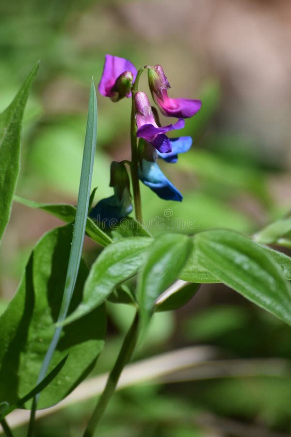 Spring pea in the Forest stock image. Image of spring - 180164525