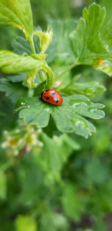 Spring Peace with Water Drops Stock Photo - Image of spring, pest ...