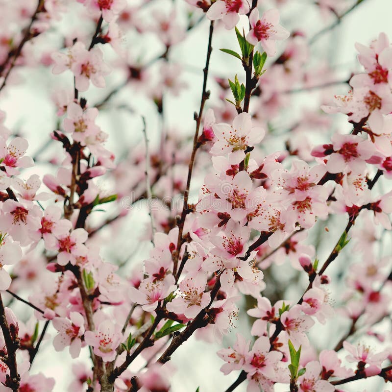 Spring peach blossom stock image. Image of blooming, background - 17963899