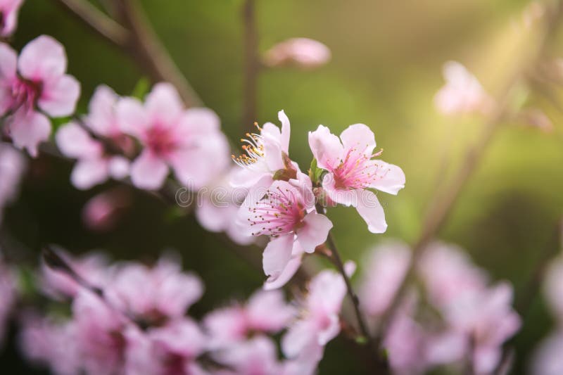 Spring peach blossom stock image. Image of blooming, background - 17963899