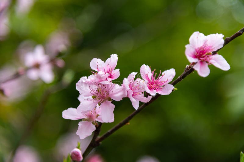 Spring peach blossom stock image. Image of blooming, background - 17963899