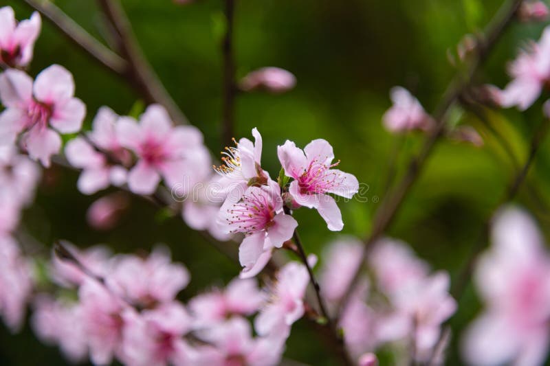 Spring peach blossom stock image. Image of blooming, background - 17963899
