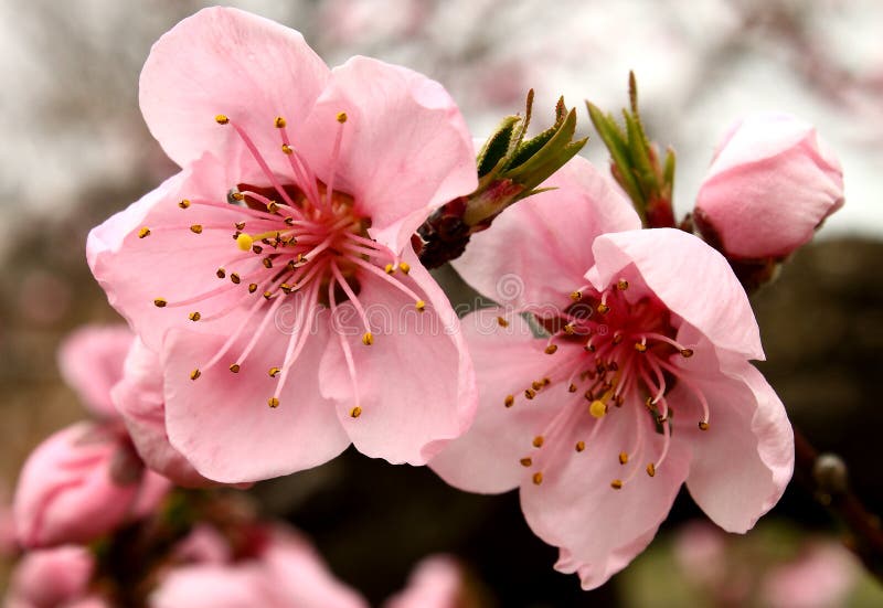 Spring peach flowers stock photo. Image of efflorescence - 13539292