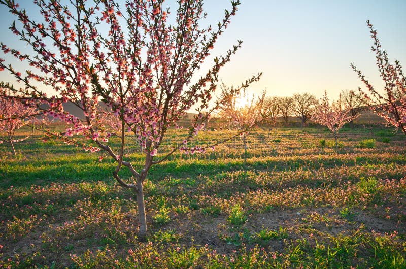 Spring peach blossom stock image. Image of blooming, background - 17963899