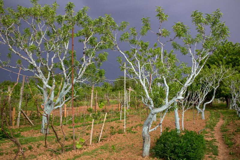 Spring Peach Trees Garden before Stormy Dark Sky Stock Image - Image of ...