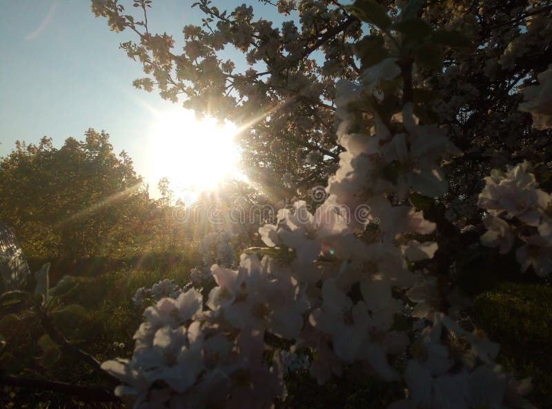 Spring Peaches Blooming in the Evening Stock Photo - Image of ...