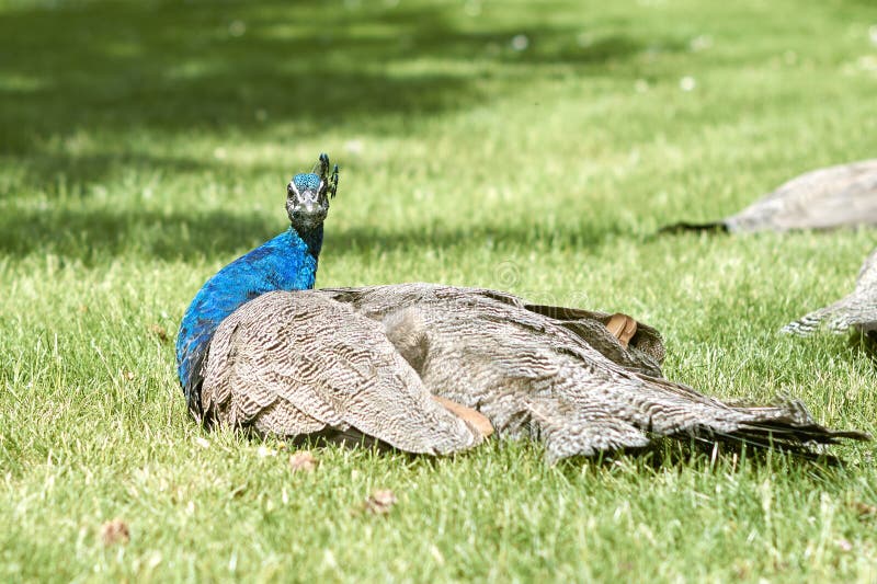Spring Peacock Walk on a Sunny Day. Stock Photo - Image of scream, park ...