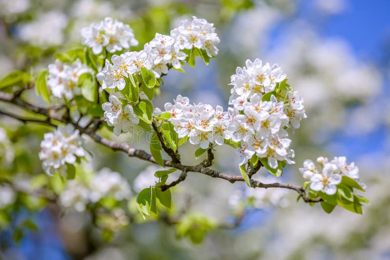 Spring. Pear blooms stock photo. Image of garden, bloom - 186752440