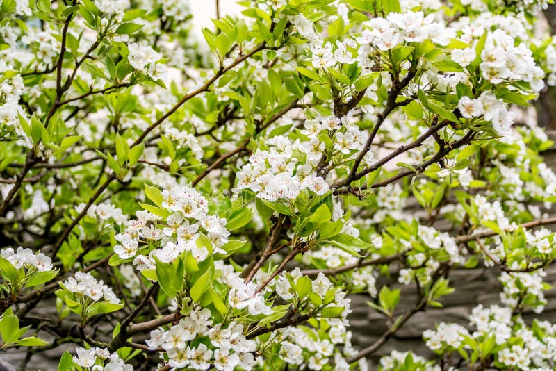 Spring Pear Flowers on Tree Stock Image - Image of tree, natural: 97675347