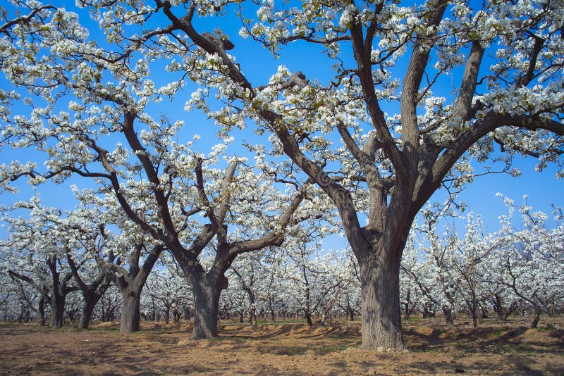 Spring pear orchard stock image. Image of blue, branch - 14098569