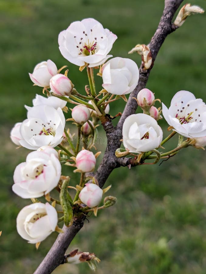 Spring - Pear Tree First Flowers Stock Image - Image of branch, leaf ...