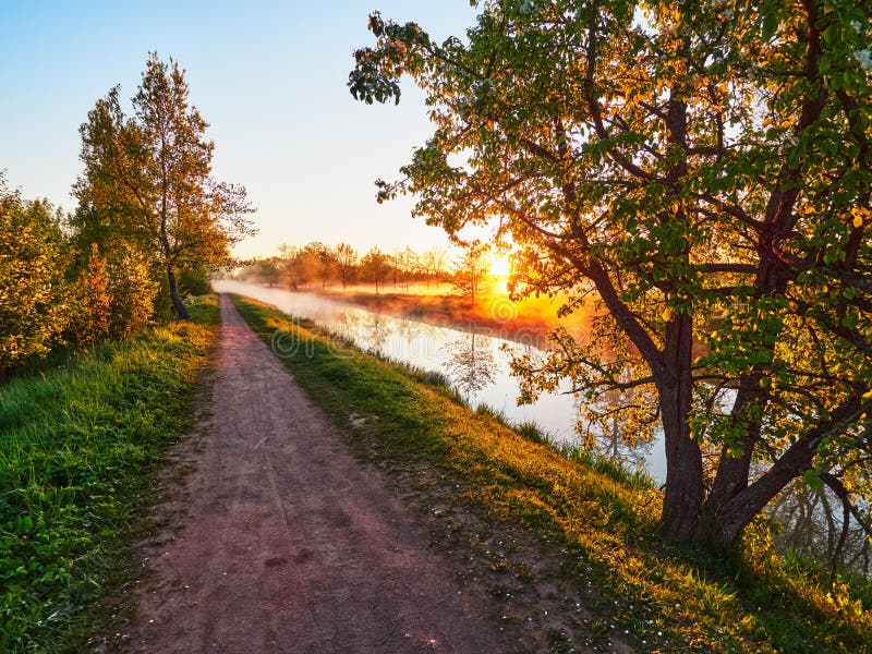 Spring Pear Tree Flowing in the Park Stock Image - Image of nature ...