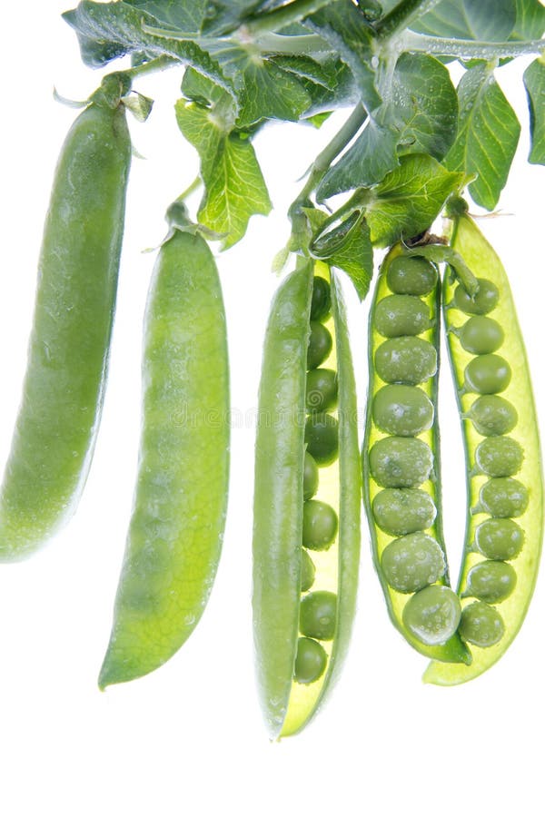Spring peas stock image. Image of vegetables, food, garden - 21296513