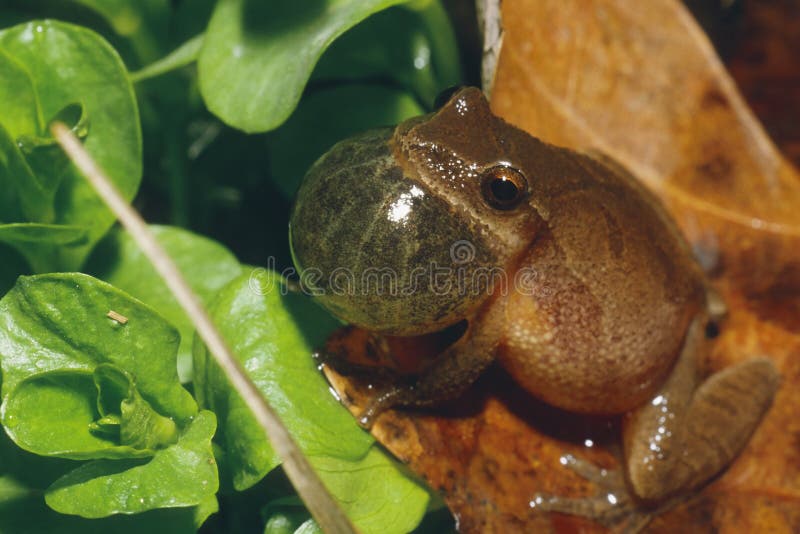 Spring Peeper stock image. Image of spring, peeper, frogs - 1129939