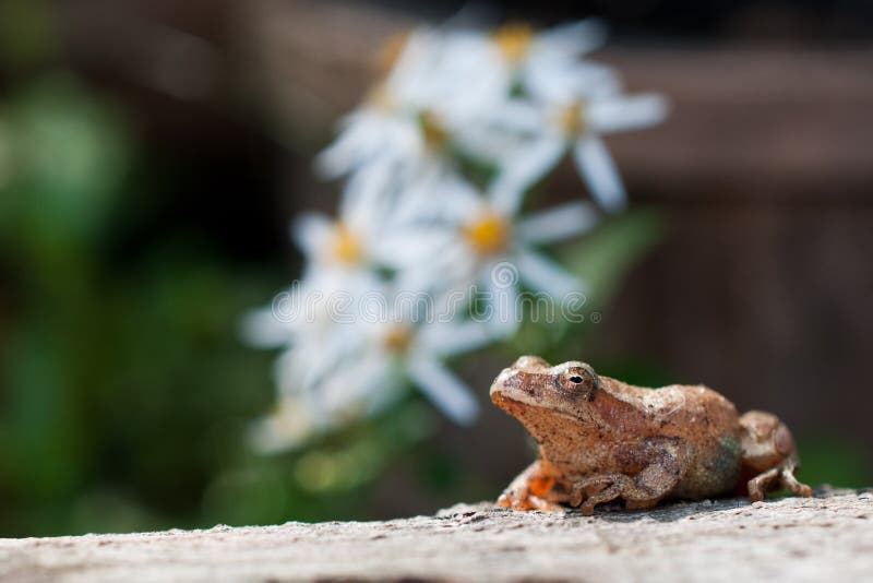 1,396 Peeper Photos - Free & Royalty-Free Stock Photos from Dreamstime