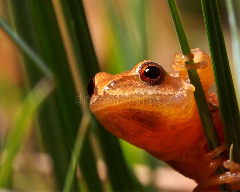 Spring Peeper Frog on Grass Stock Photo - Image of pseudacris, marsh ...