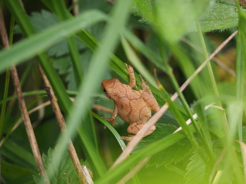 Spring Peeper Frog on Green Grass Stock Photo - Image of fresh, frog ...
