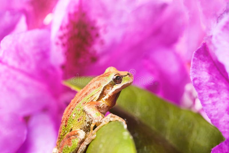Spring Peeper Frog Inside of Wild Flowers during Bright Daylight Stock ...