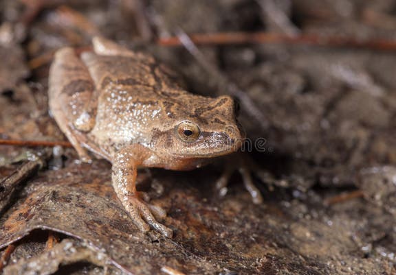 Spring peeper frog stock image. Image of eyes, pretty - 108051917