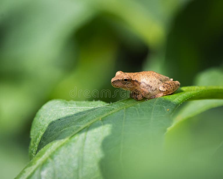 A Spring Peeper from on a Leaf in Garden Stock Photo - Image of spring ...