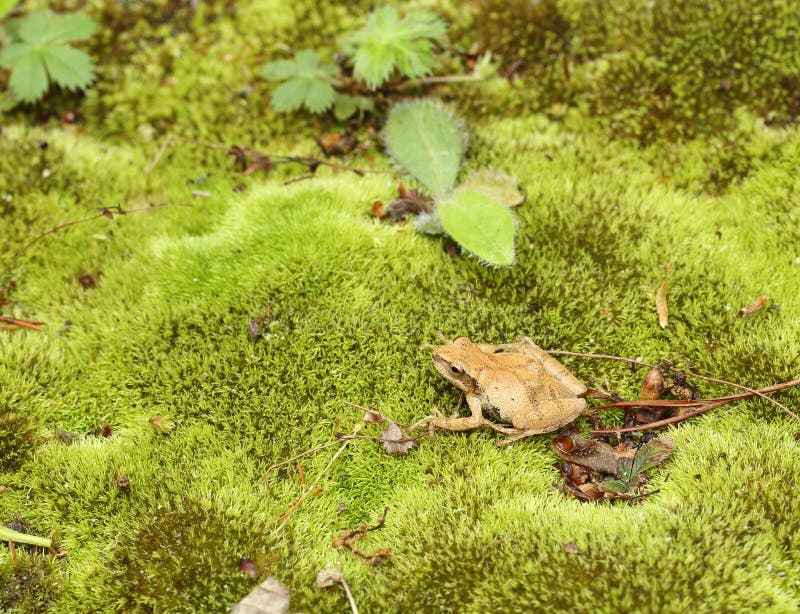 Spring Peeper stock image. Image of spring, cricifer - 44008947