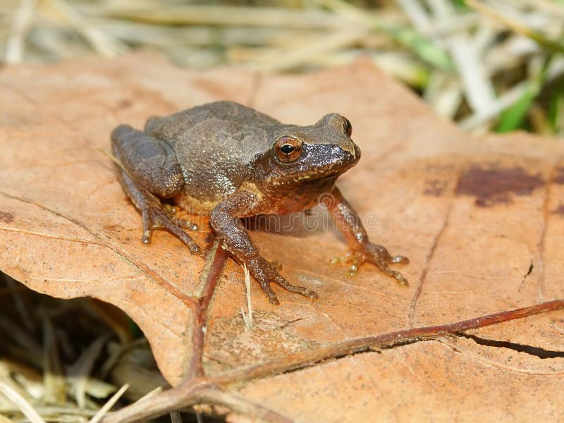 115 Spring Peeper Frog Stock Photos - Free & Royalty-Free Stock Photos ...