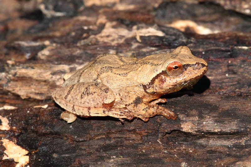 Spring Peeper (Pseudacris Crucifer) Stock Photo - Image of frogs, tree ...