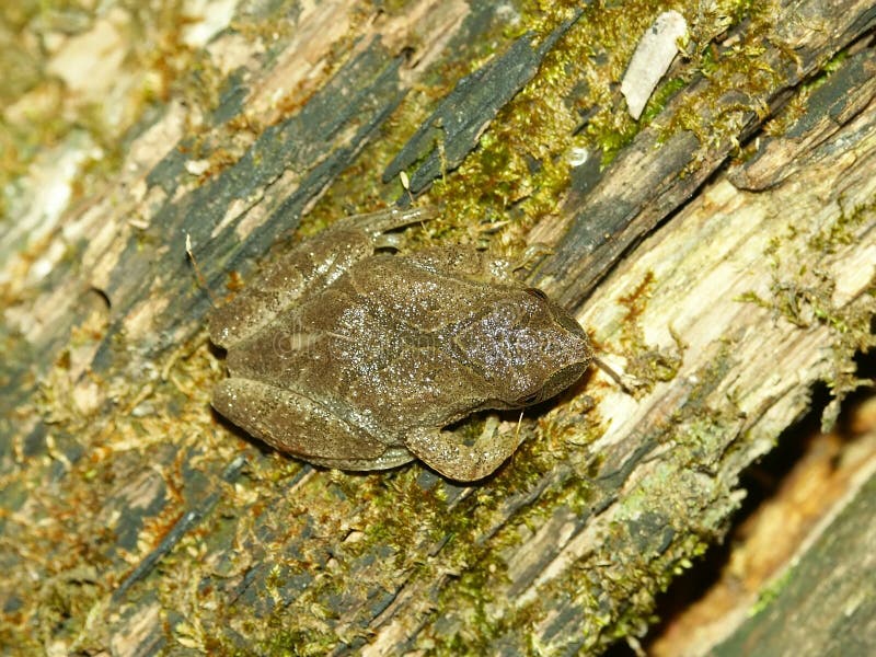 Spring Peeper (Pseudacris Crucifer) Stock Photo - Image of biological ...