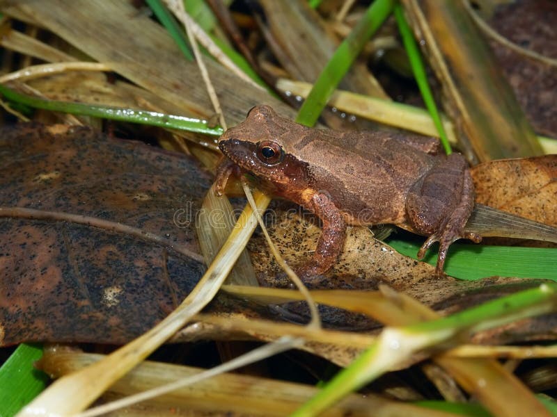 Spring Peeper (Pseudacris Crucifer) Stock Photo - Image of ecology ...