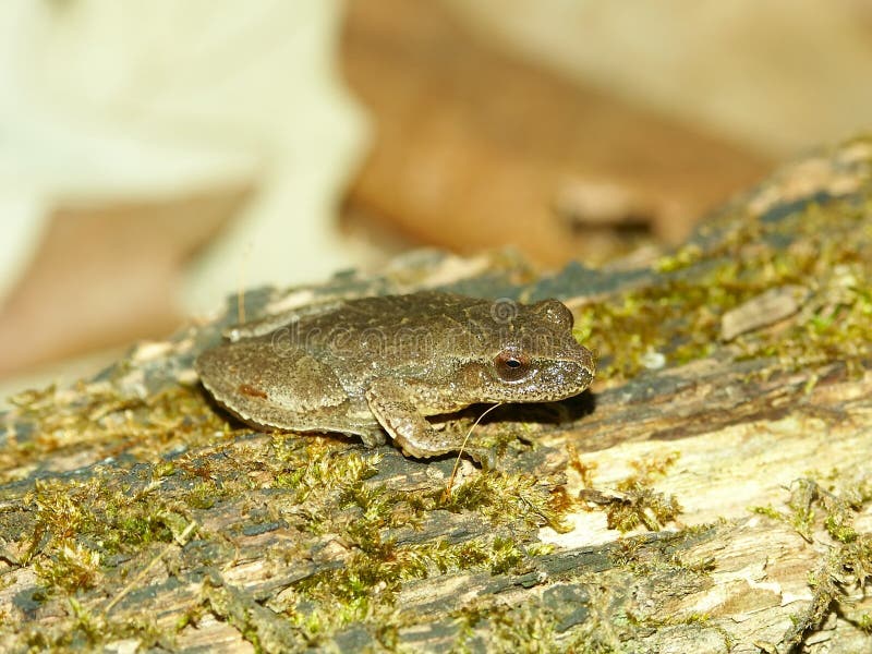 Spring Peeper (Pseudacris Crucifer) Stock Photo - Image of ecology ...