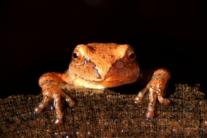 Spring Peeper (Pseudacris Crucifer) Stock Photo - Image of frogs, tree ...